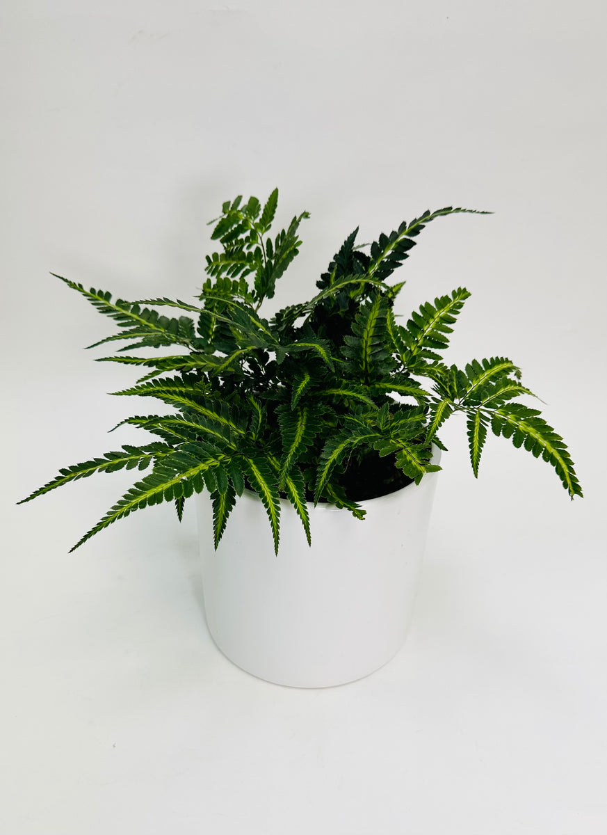 Fern East India Holly 6" – SF Plants