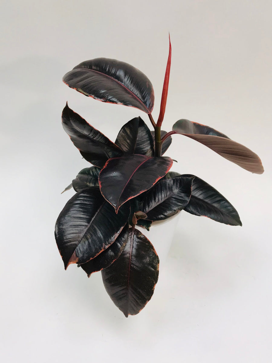 Ficus Decora Ruby 6" – SF Plants