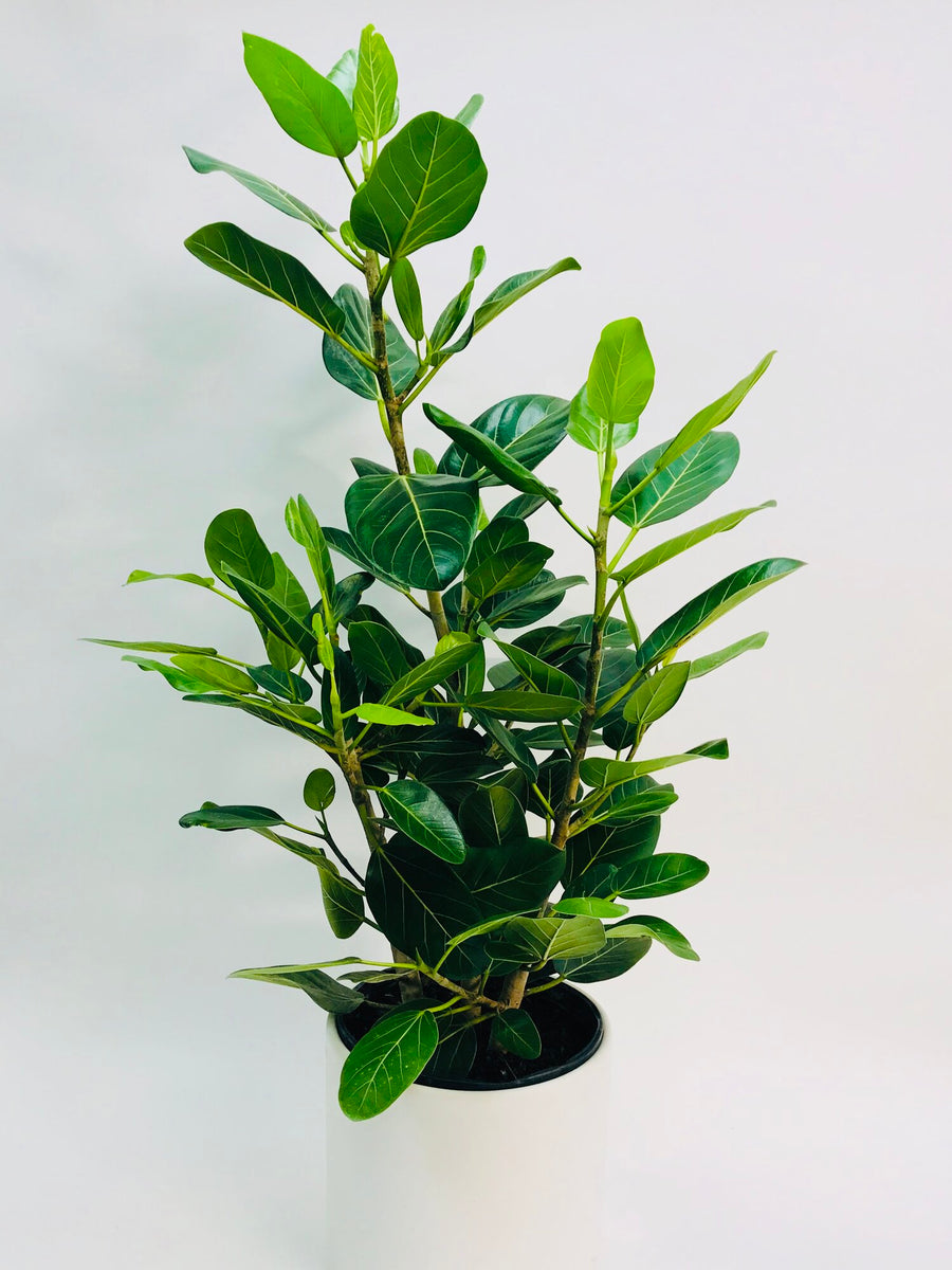 Ficus Audrey Column/Bush 10" – SF Plants