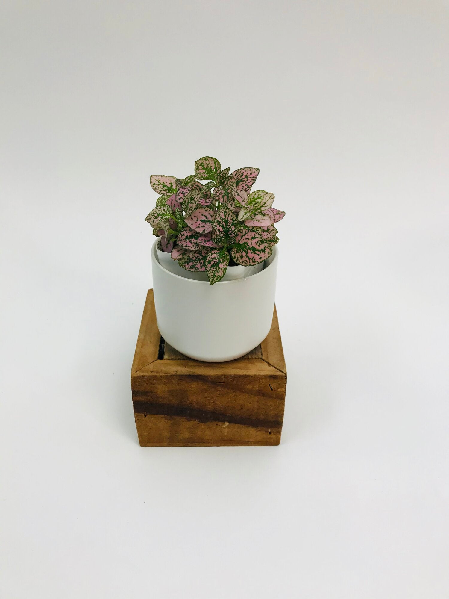 Plants – SF Plants