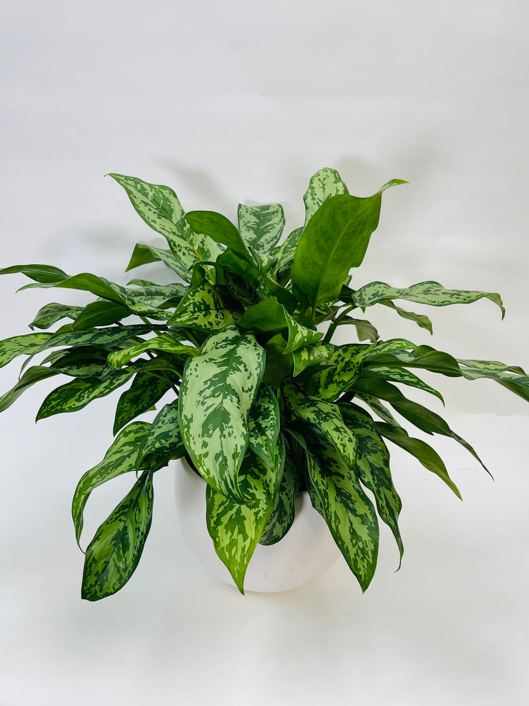Aglaonema Romeo 8" – SF Plants