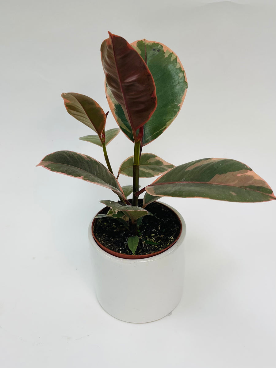 Ficus Decora Ruby 4" – SF Plants